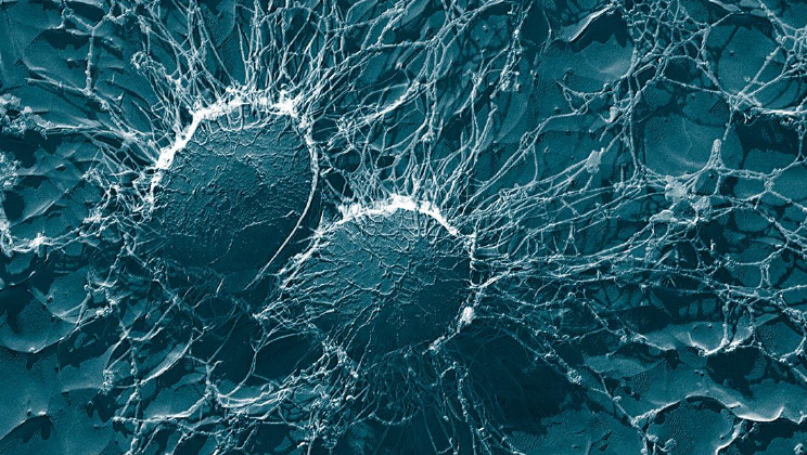 SCCI & AiM 4-5 Oct 2024 QLD - Critical Infection